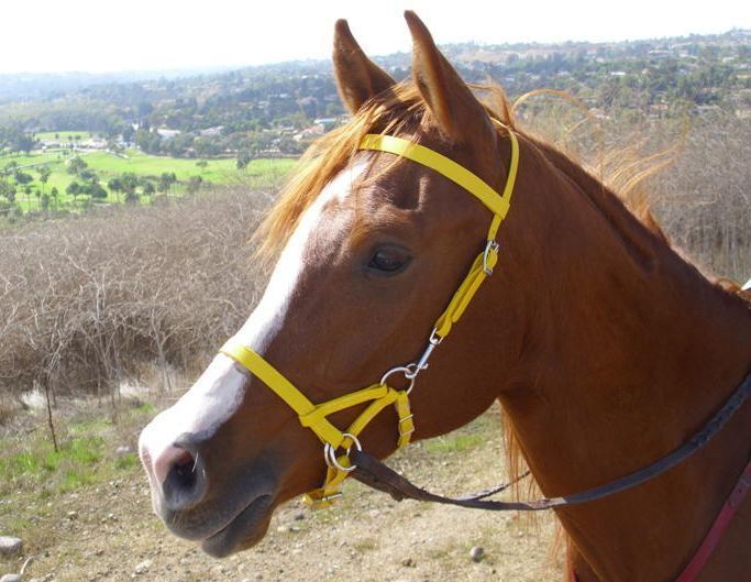 Moss Rock Endurance-Sidepull