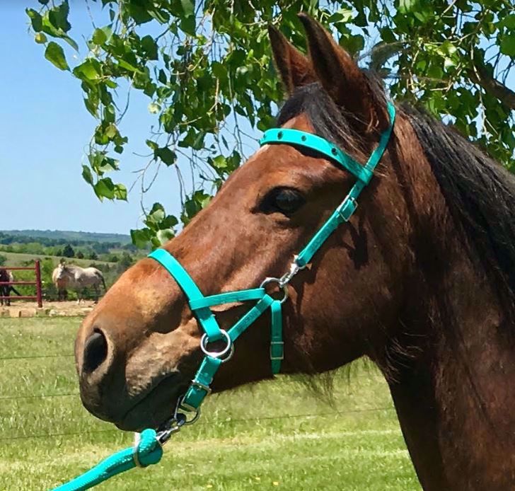 Moss Rock Endurance-Sidepull