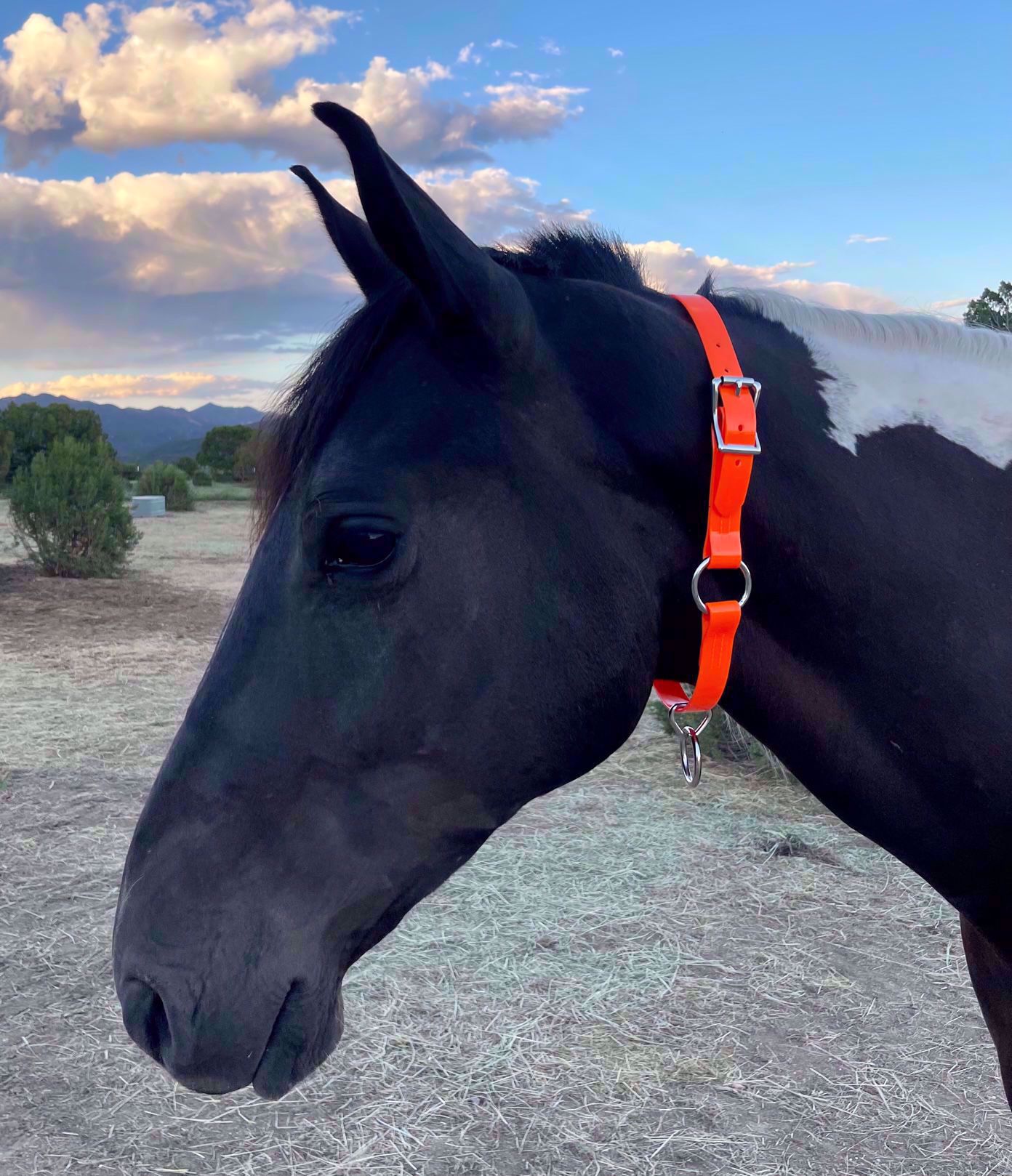 Moss Rock Endurance-Equine Neck Collar