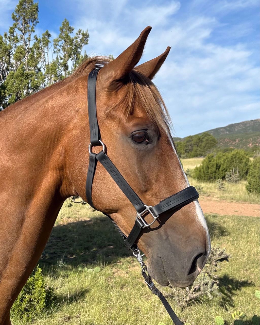 Moss Rock Endurance-moss endurance equine halter,