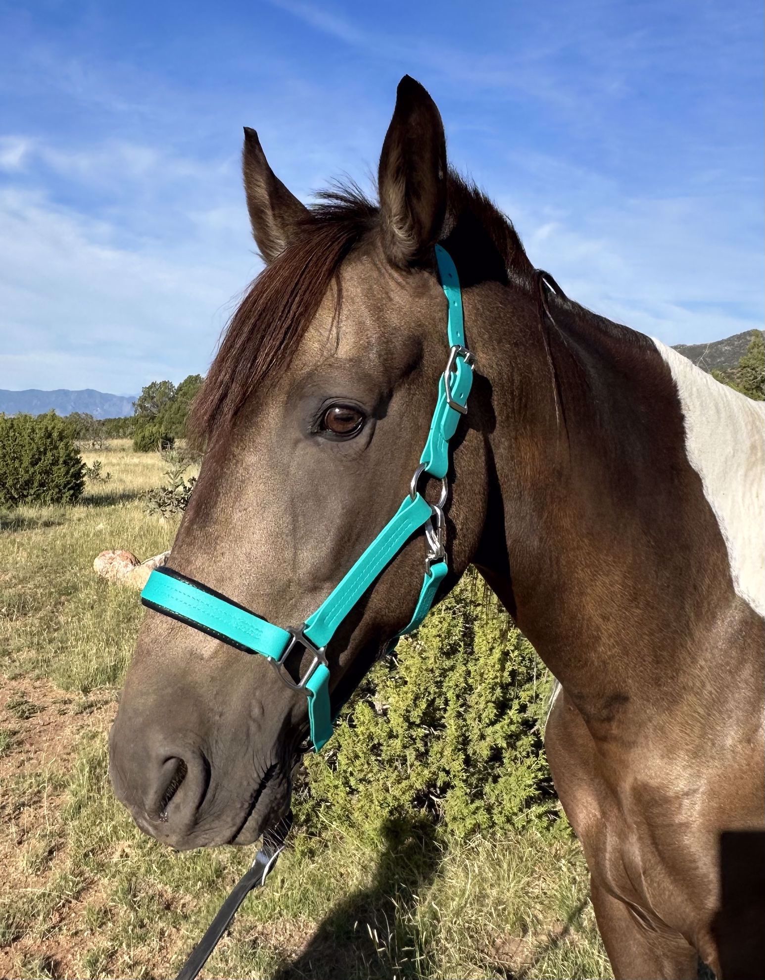 Moss Rock Endurance-moss endurance equine halter,
