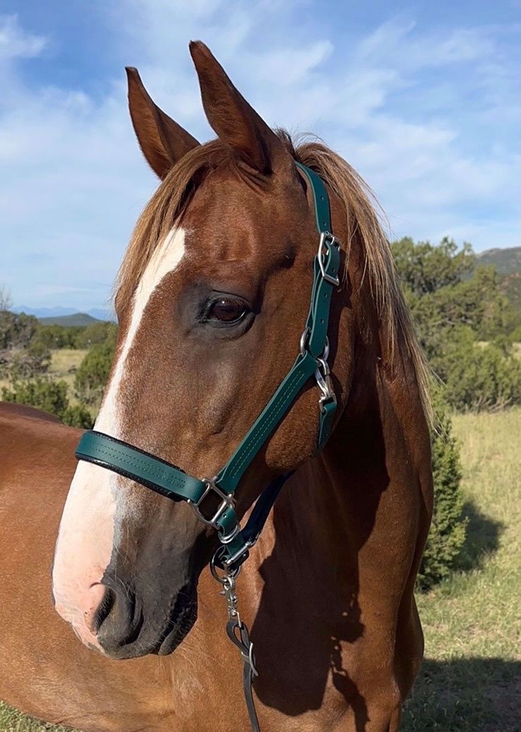 Moss Rock Endurance-moss endurance equine halter,