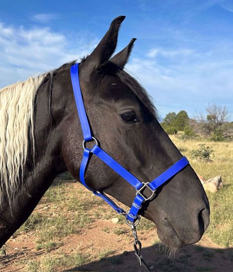 Moss Rock Endurance-moss endurance equine halter,