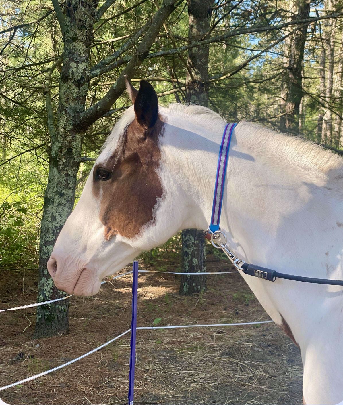 Moss Rock Endurance-Horse Neck Collar with Leather Breakaway Strap