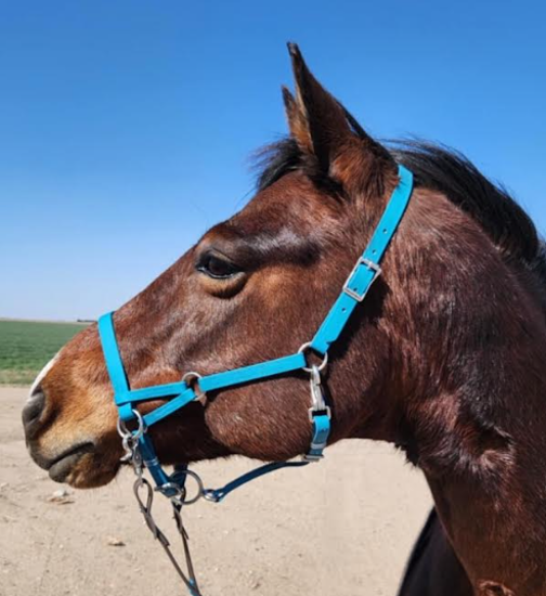 Moss Rock Endurance-No Brow Sidepull